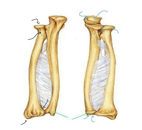 Radius Ulna Diagram Quizlet