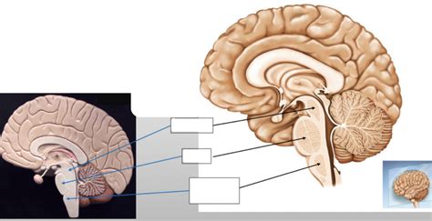 Specific Regions Of The Brain Stem Diagram Quizlet