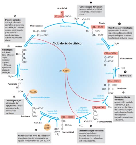 Ciclo de Krebs Bioquímica II