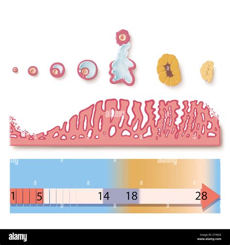 MENSTRUAL CYCLE DRAWING Stock Photo Alamy
