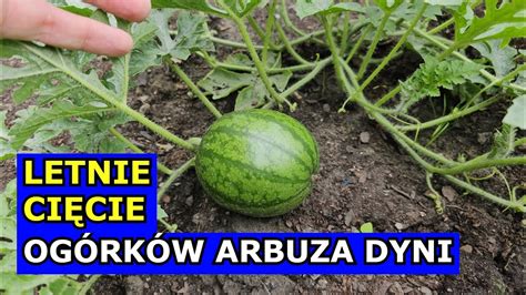 Letnie Cięcie Ogórków Arbuza Dyni Melona Usuwanie Pędów Bocznych