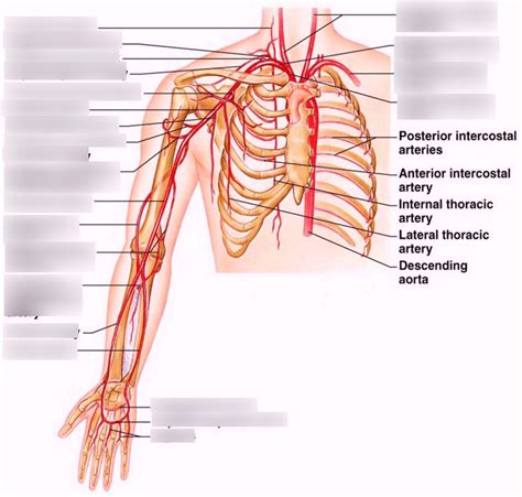 Arteries Of The Arm And Hand Diagram Quizlet