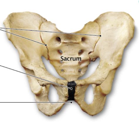 Bony Pelvis Diagram Quizlet