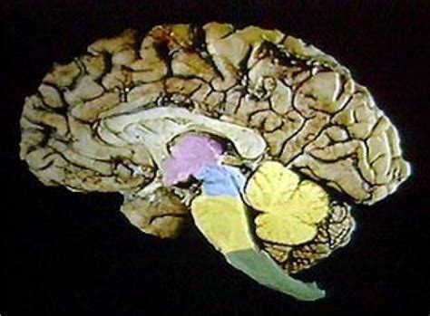 Brainstem And Cerebellum Diagram Quizlet