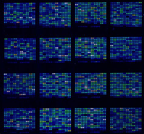 principles of dna microarray experimentation