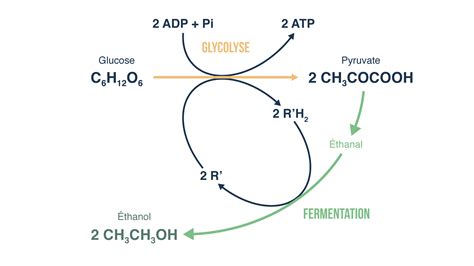 Consommation et régénération de l ATP dans la cellule musculaire