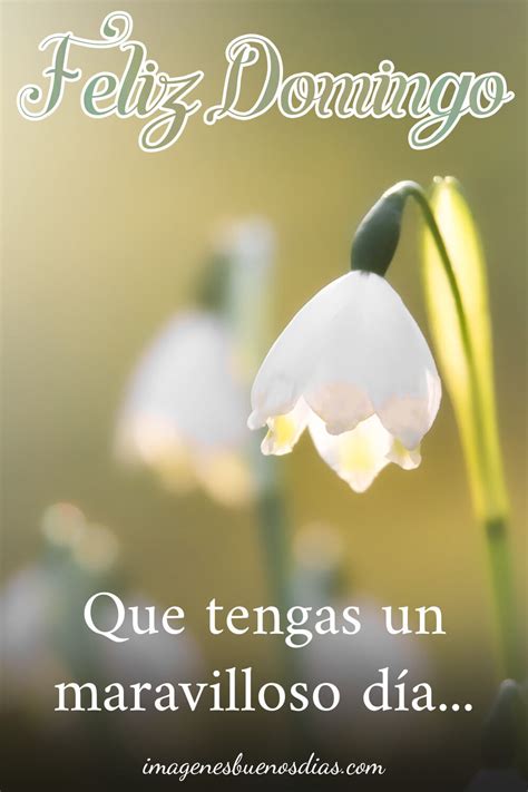 Domingo Buenos Dias Frases Bonitas Imágenes Buenos Días