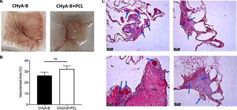 Frontiers Development Of Tissue Engineered Tracheal Scaffold With