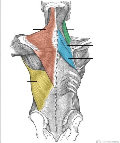 Upper Limb Anatomy Flashcards Quizlet