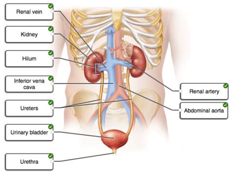 Pre Lab Apr Urinary System Flashcards Quizlet