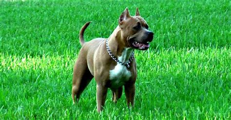 Pitbull ataca a niño y a un adulto