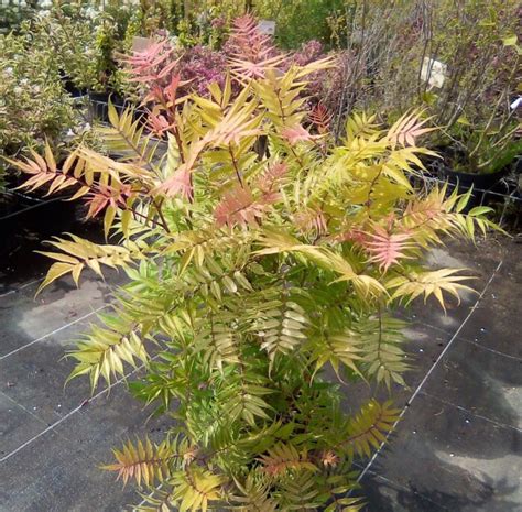 SORBARIA sorbifolia Sem Pépinières Ripoche Nantes Divatte sur Loire