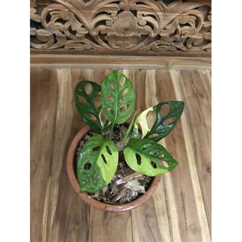 Jual Monstera Adansonii Variegata Japan Janda Bolong Varigata Jepang