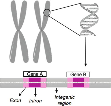 schematic representation of the non coding intron and coding exon download scientific