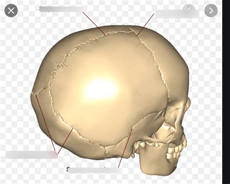 Sutures Of The Skull Diagram Quizlet