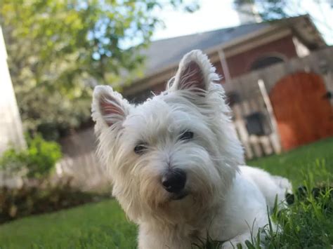 Los mejores nombres para perros blanco machos y hembras más de 250