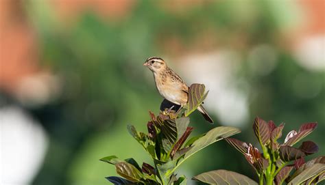 Nyungwe Forest National Park Rwanda Wildlife And Birding