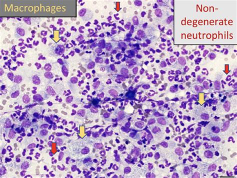 Exam Cytology Flashcards Quizlet