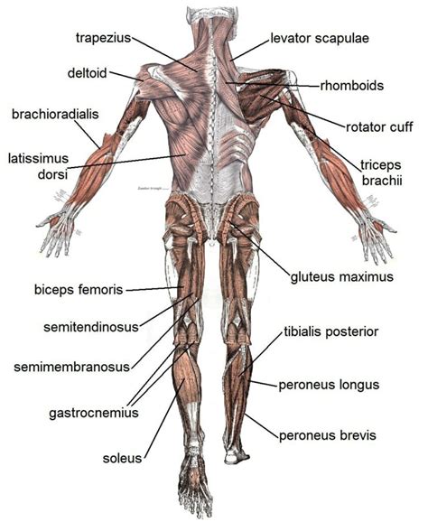 Bones And Muscles In Human Body The Basic Muscles In The Human Body