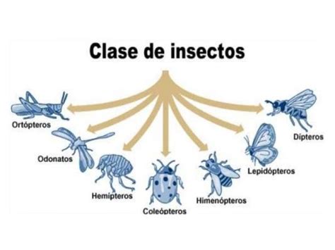 CLASIFICACIÓN de los INSECTOS Taxonomía Esquema y Características