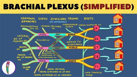 Brachial Plexus Anatomy Simplified Brachial Plexus Made Easy