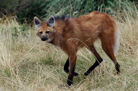 Descubre al Aguará Guazú Zorro Grande en Peligro