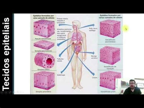 BIOLOGIA Professor Beraldo Histologia Humana Tecido Epitelial