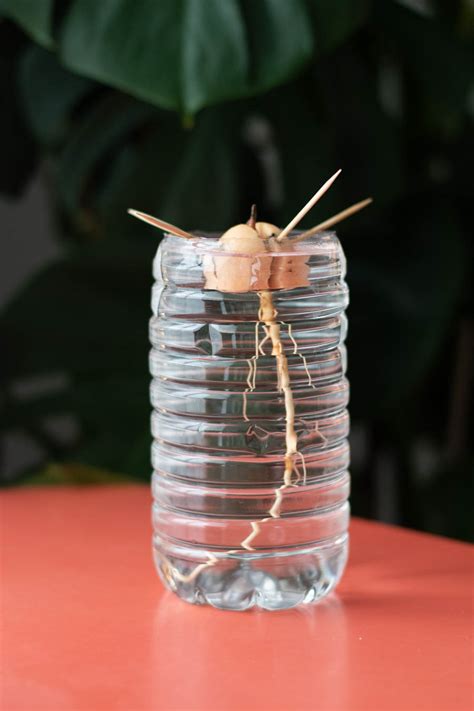 Avocatier En Pot Conseils Germination Noyau Culture