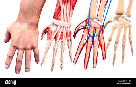Anatomie Der Menschlichen Hand Artwork Stockfotografie Alamy