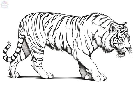 Desenho De Animais Para Colorir De Tigre Adultos E Filhotes