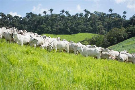 Rebanho bovino goiano bate novo recorde e chega a 24 4 milhões de cabeças