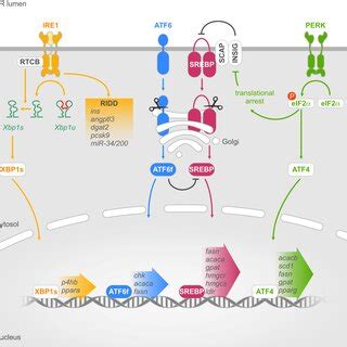 The Unfolded Protein Response UPR Is Controlled By Three Endoplasmic