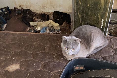 Polícia resgata 17 animais e prende em flagrante mulher por maus tratos