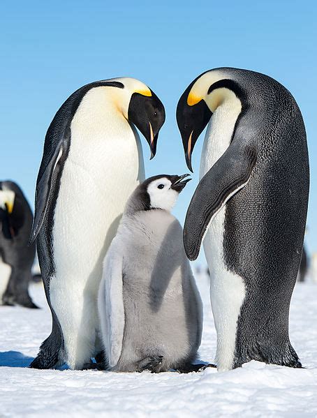 Pingüino emperador qué es características hábitat comportamiento