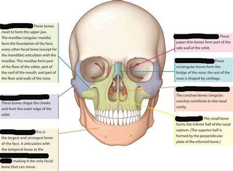 Facial Bones Diagram Quizlet
