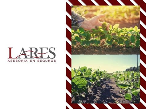 SEGUROS PARA EL CULTIVO LARES Nuestro seguro agrícola está dirigido a