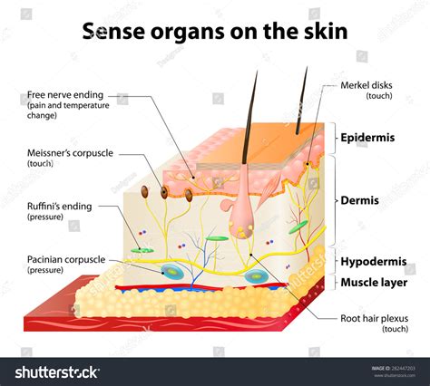 Sense Organs On The Skin Skin Layers And Principal Cutaneous Receptors