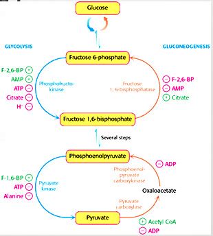 Lecture Chapter Cellular Metabolism Flashcards Quizlet
