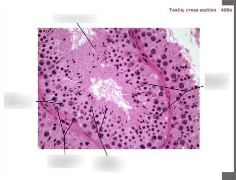 A P Lab Exam Histology Diagram Quizlet