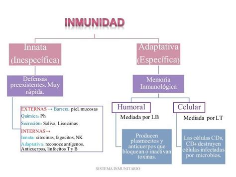 Clave De Respuestas Del Mapa Conceptual Del Sistema Inmunitario