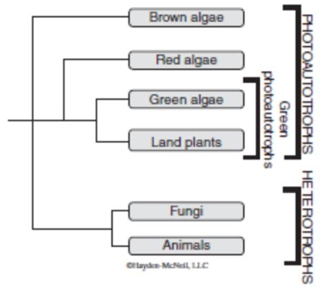 BIOL 111 Quiz 6 The Fungi Flashcards Quizlet