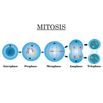 Mitosis Stages Of Cell Division Mitosis Of Cells With Chromosomes
