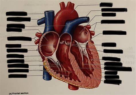 Frontal Section Of The Heart Labeling Diagram Quizlet
