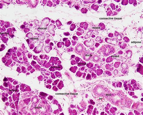 Parotid Histology