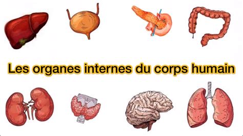 LEÇON 14 APPRENDRE LE NOM DES ORGANES INTERNES DU CORPS HUMAIN YouTube