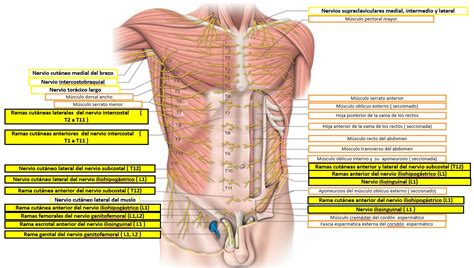 Inervación de la pared anterolateral del abdomen Dolopedia