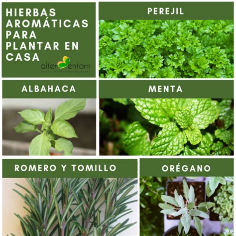 5 Hierbas aromáticas para plantar en casa perejil orégano albahaca