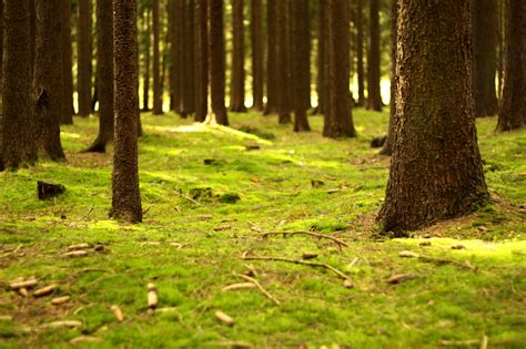 Hintergrundbilder Sonnenlicht Bäume Landschaft Wald Natur Gras