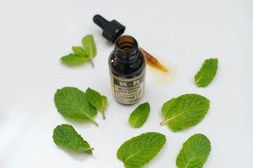 7 Tanaman Obat Keluarga Dengan Kegunaannya
