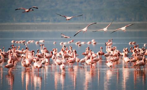 4 Days Masai Mara Lake Nakuru Group Joining Safari 4 Day Masai Mara